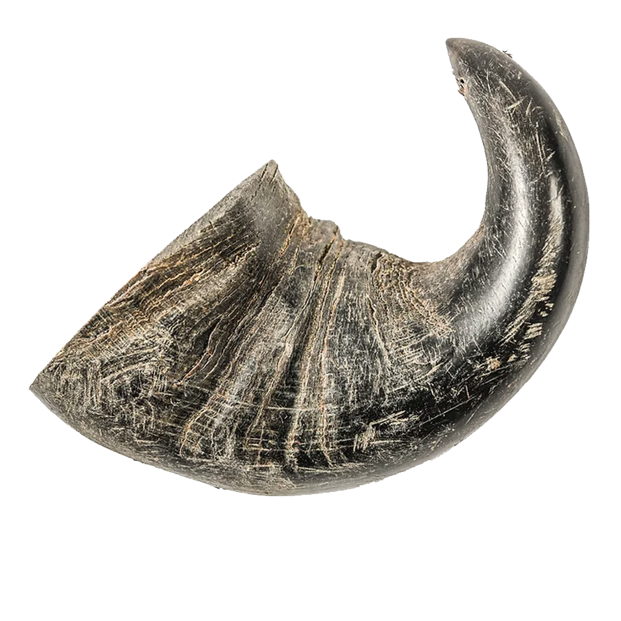 Water Buffalo Horn - Medium – Fetchin Brands LLC