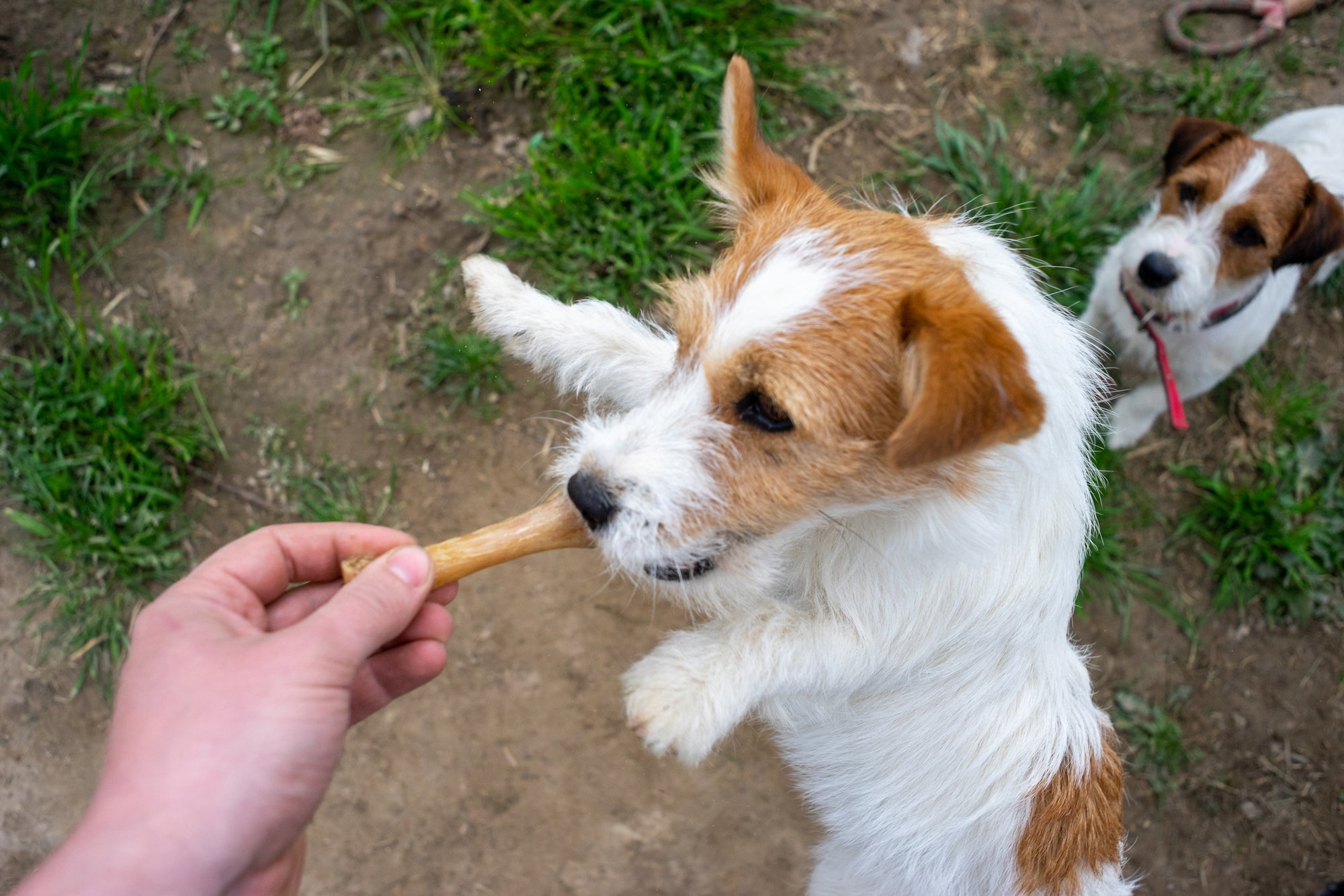 Fetchin Brands – Fetchin Brands LLC